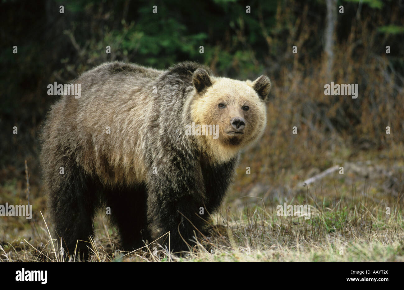 Grizzly bear banff mountain hi-res stock photography and images - Alamy