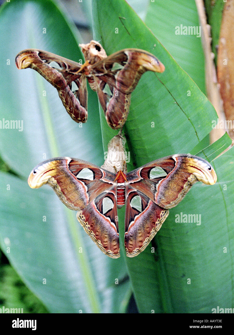 Giant Atlas Moth, Attacus atlas, Saturniidae, Lepidoptera Stock Photo ...