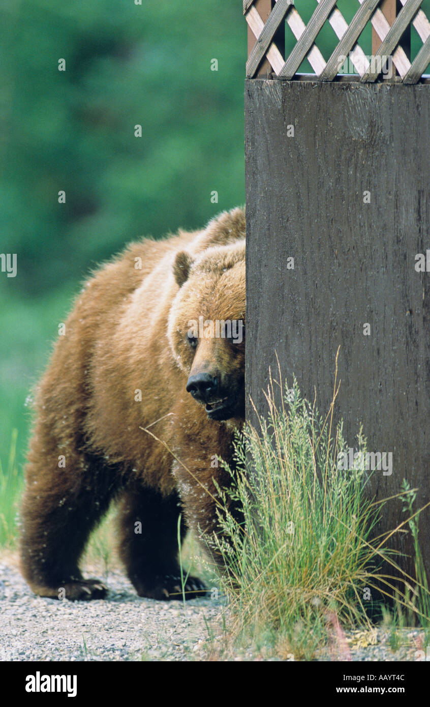 Grizzly bear canada scratching hi-res stock photography and images - Alamy