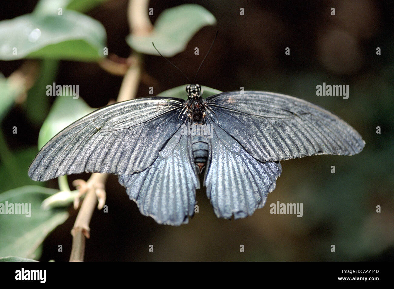 Scarlet Swallowtail Butterfly, Papilio rumanzovia, Papilionidae Stock ...