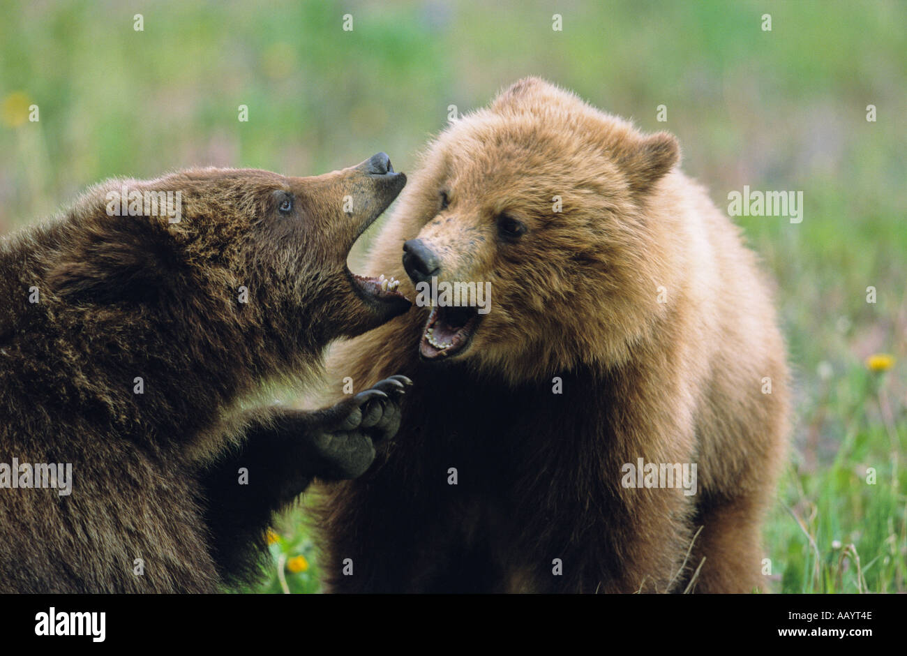 Grizzly cubs playfighting jawing Stock Photo - Alamy