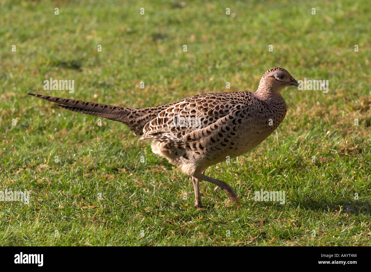 Pheasant female hen hi-res stock photography and images - Alamy