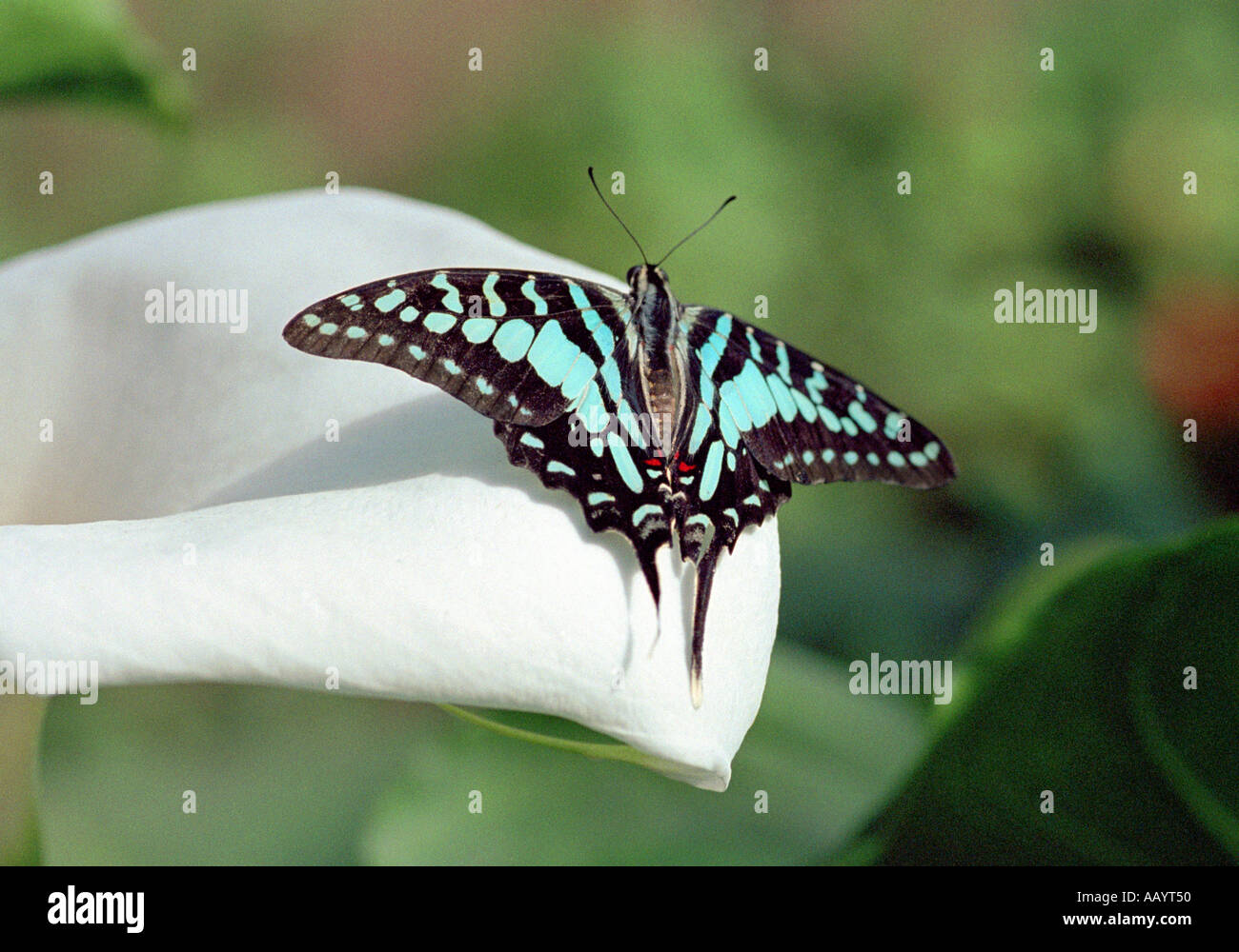 African blue swallowtail hi-res stock photography and images - Alamy