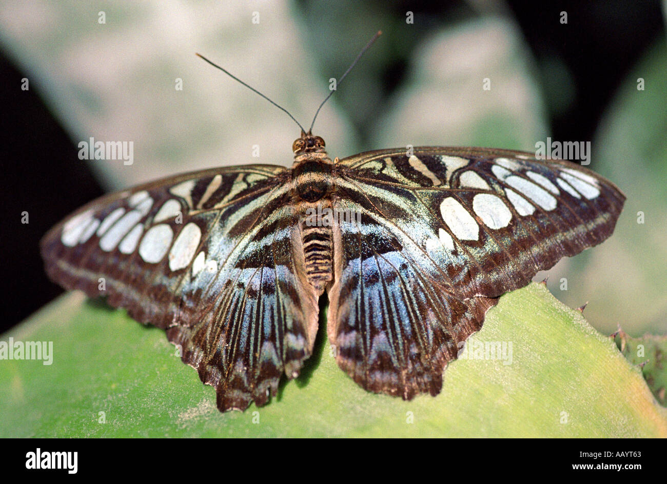 Parthenos sylvia lilacinus hi-res stock photography and images - Alamy