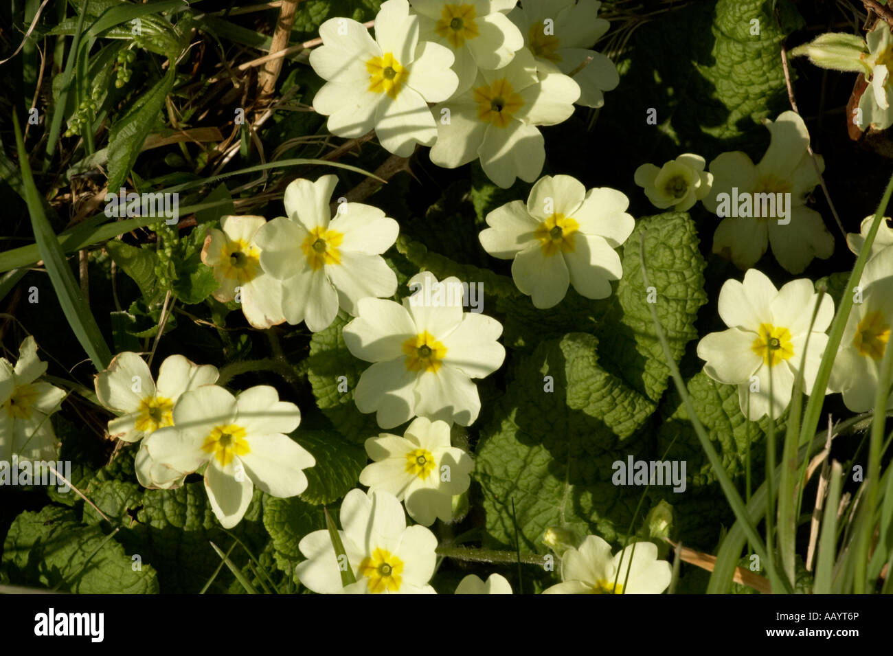 Hedge of primrose hi-res stock photography and images - Alamy