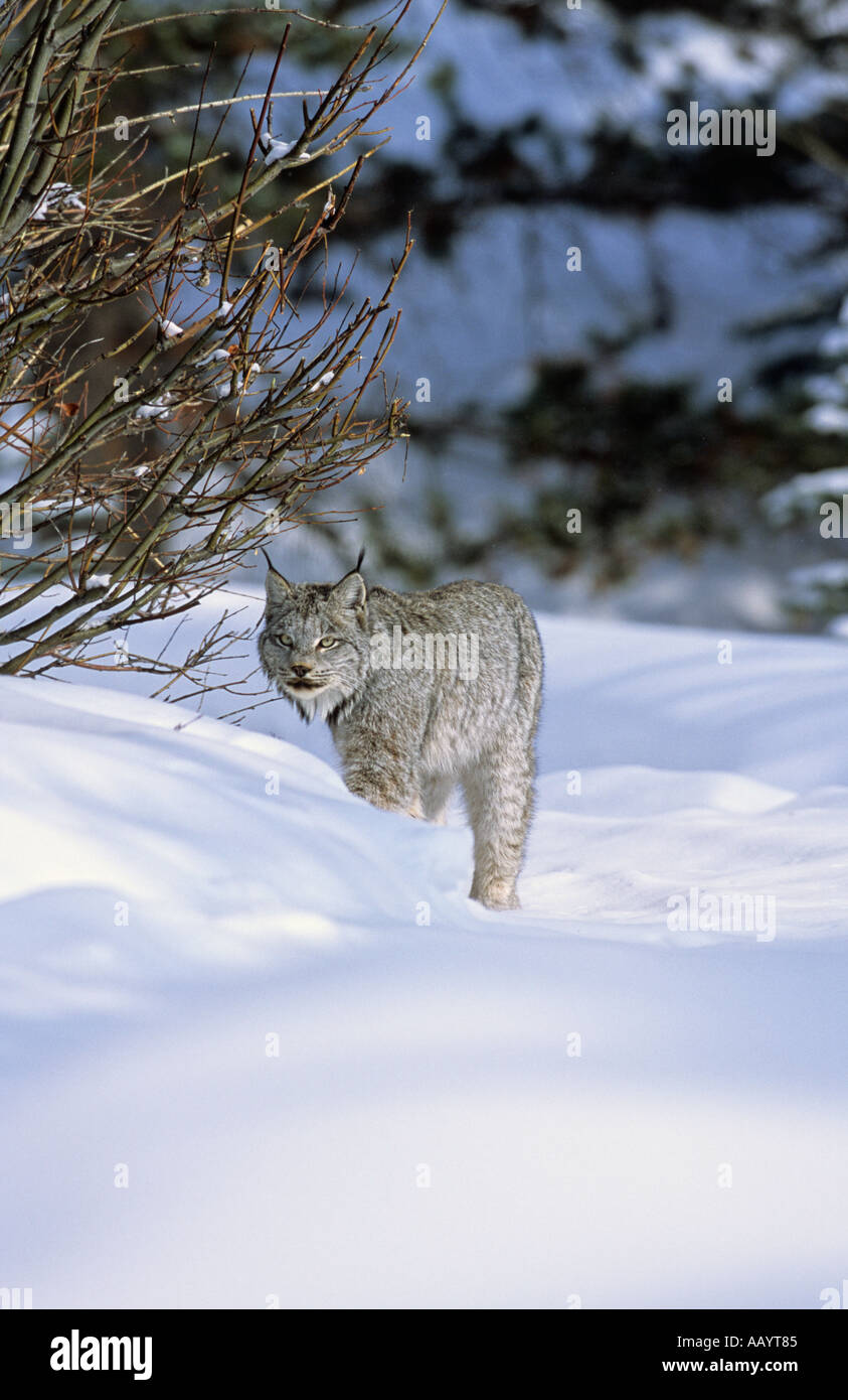 Felix lynx hi-res stock photography and images - Alamy Felix lynx hi-res stock photography and images - Alamy