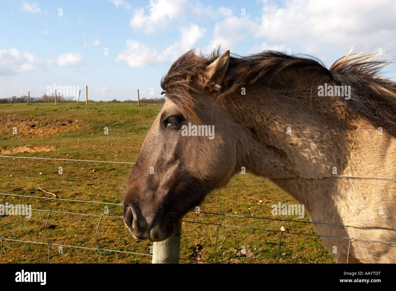 Horse tarpan hi-res stock photography and images - Alamy