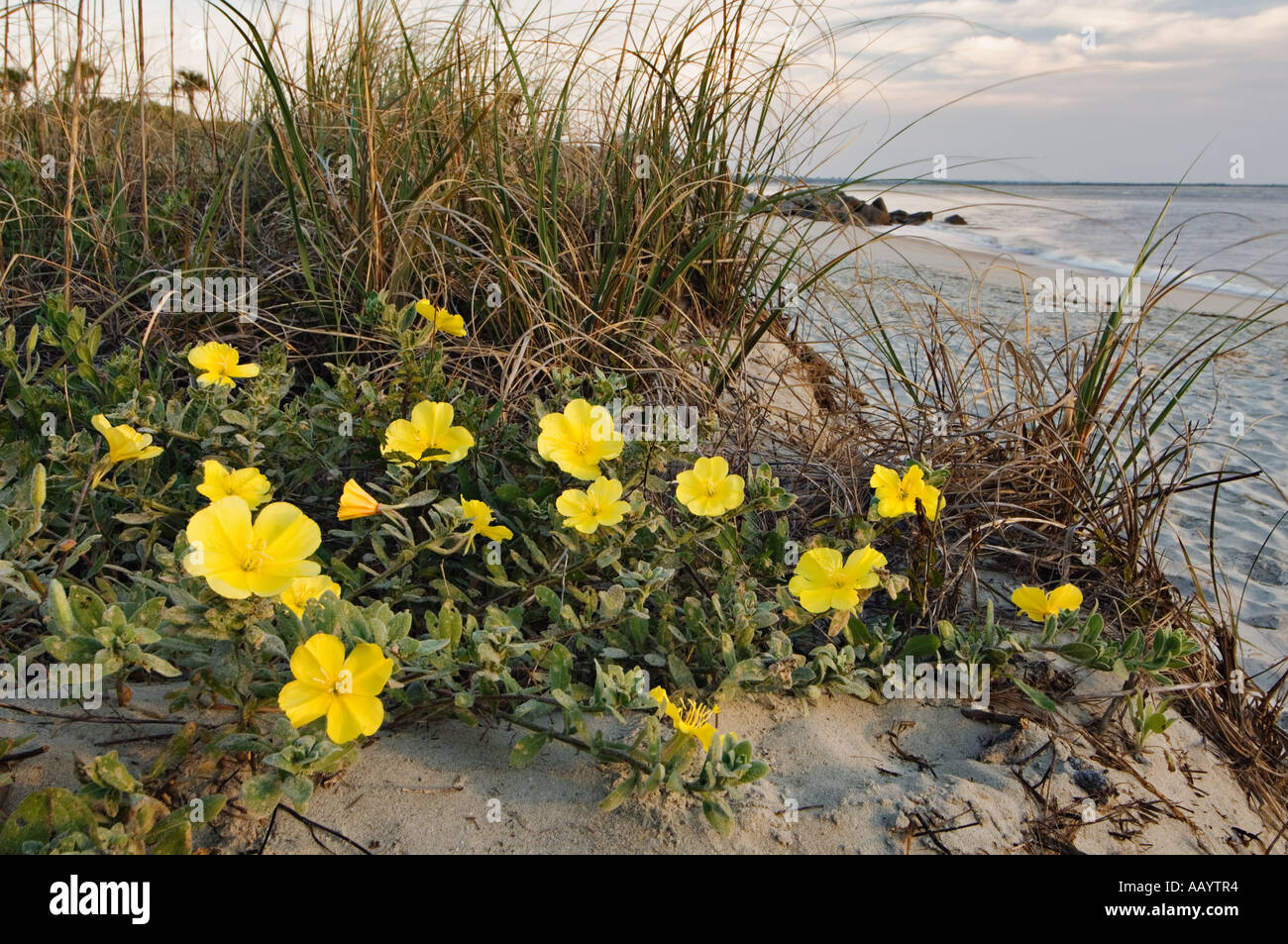 Carolina beach flower hi-res stock photography and images - Alamy