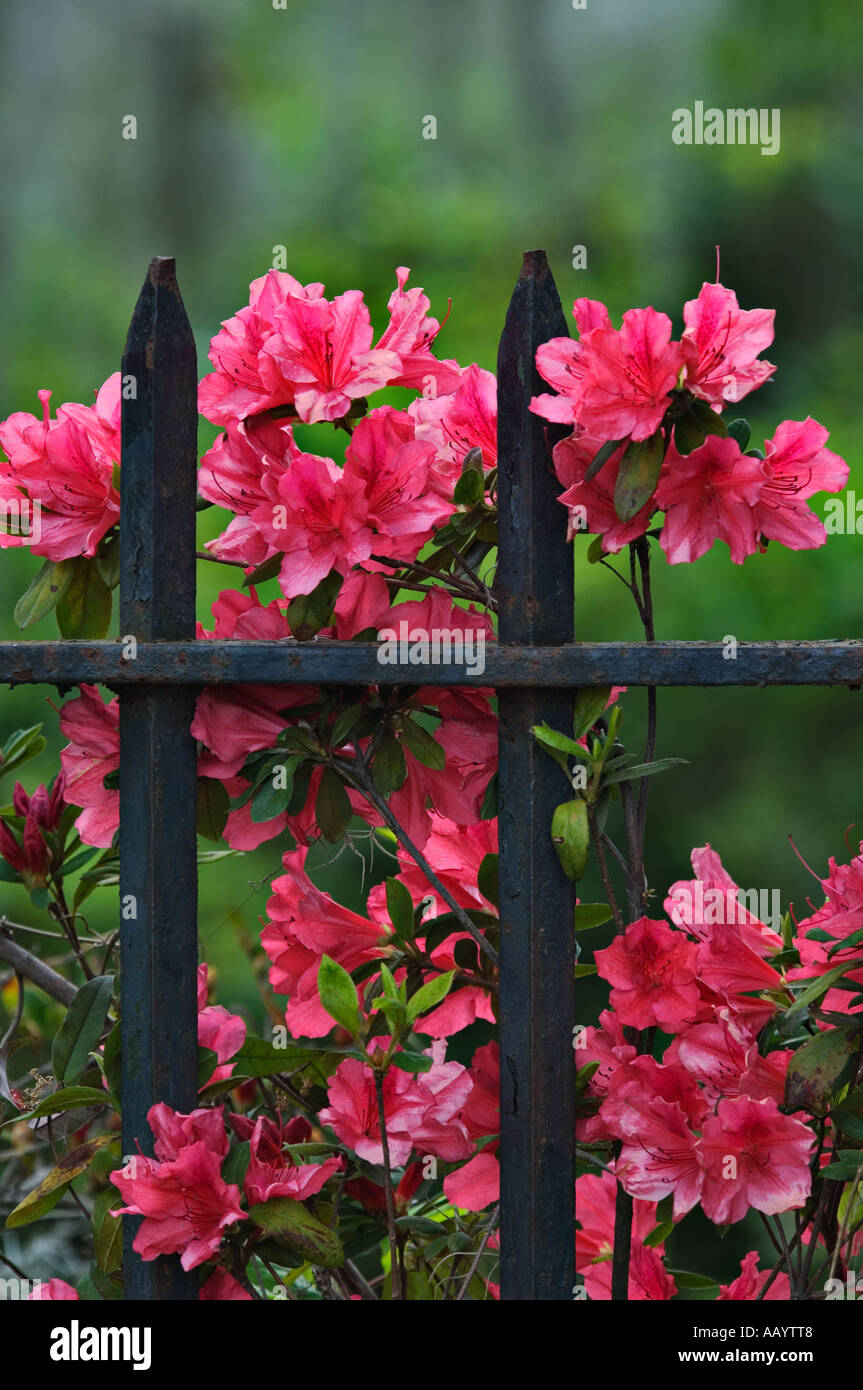 Azalea on Old Wrought Iron Fence Magnolia Plantation Near Charleston ...