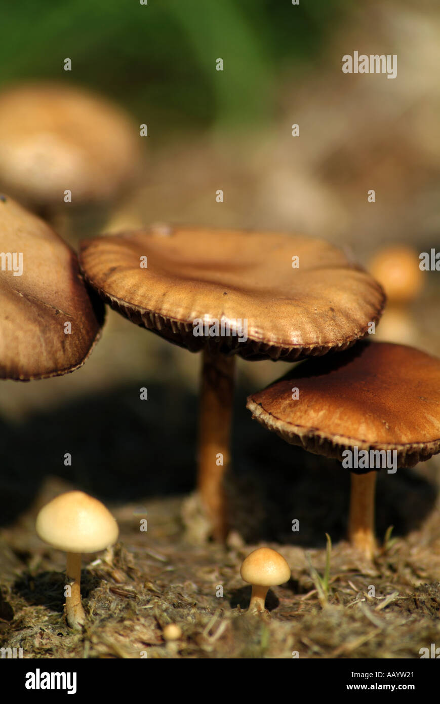 A cluster of brown fungi mushrooms growing on a cowpat Stock Photo - Alamy