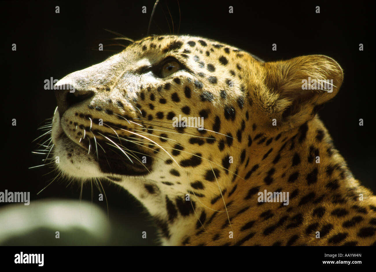 A portrait of a leopard (Panthera pardus) in Singapore Zoo Stock Photo ...
