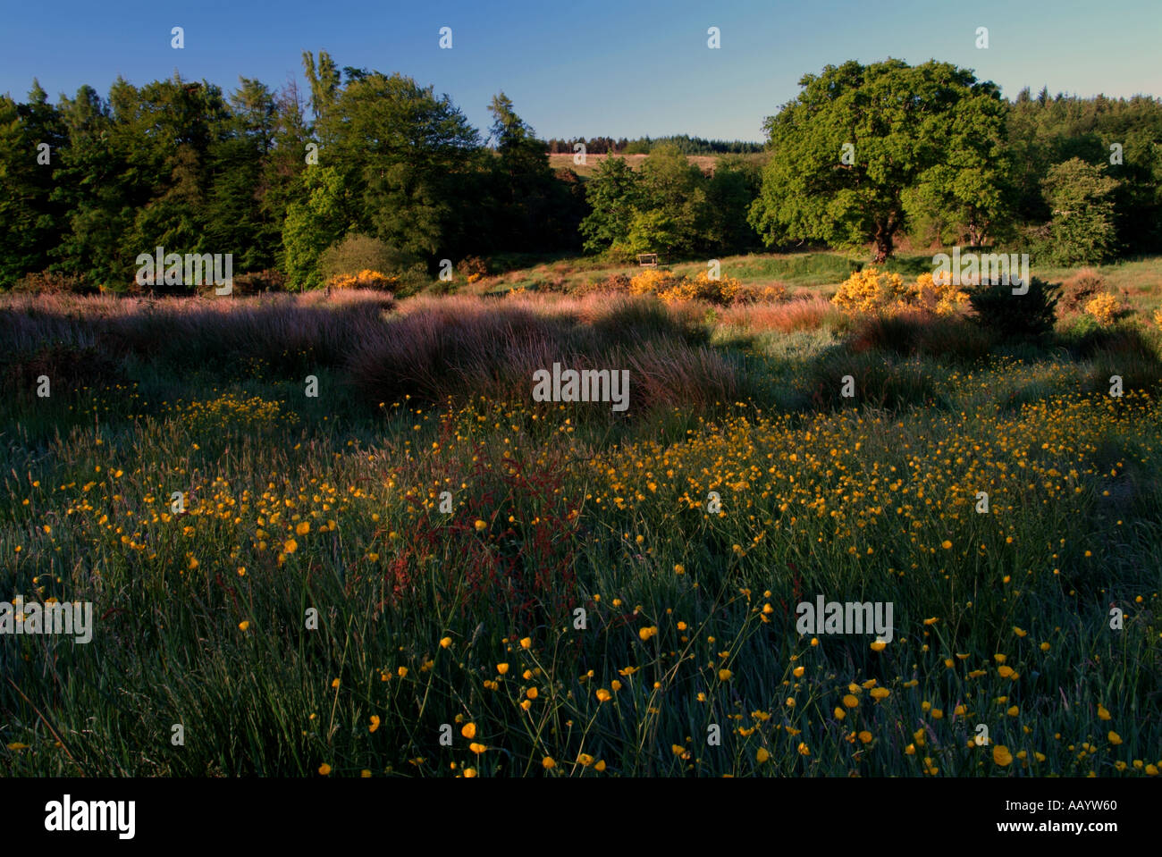 Spring meadow at dawn Dartmoor Devon UK Stock Photo - Alamy