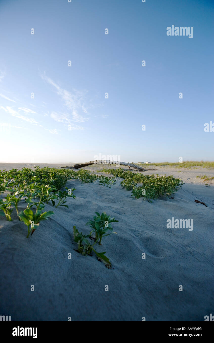 Isolated beach on the Pacific Ocean, Washington State Stock Photo - Alamy