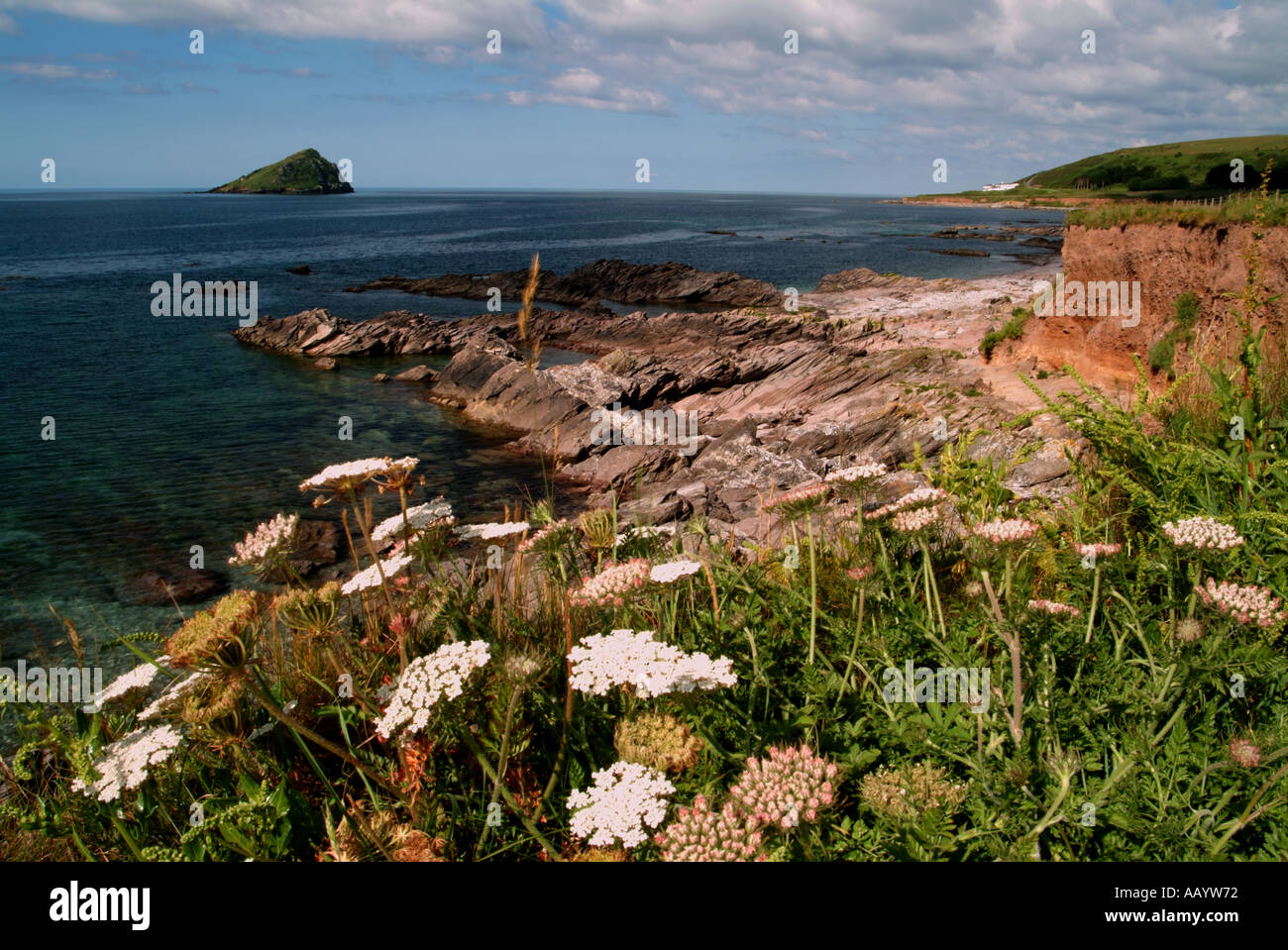 Wildflower clifftop overlooking Great Mewstone and Wembury Bay Devon UK ...