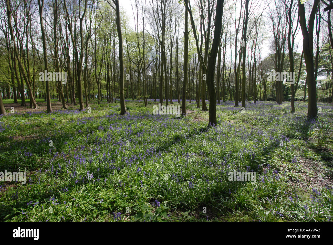 English bluebell woods images hi-res stock photography and images - Alamy