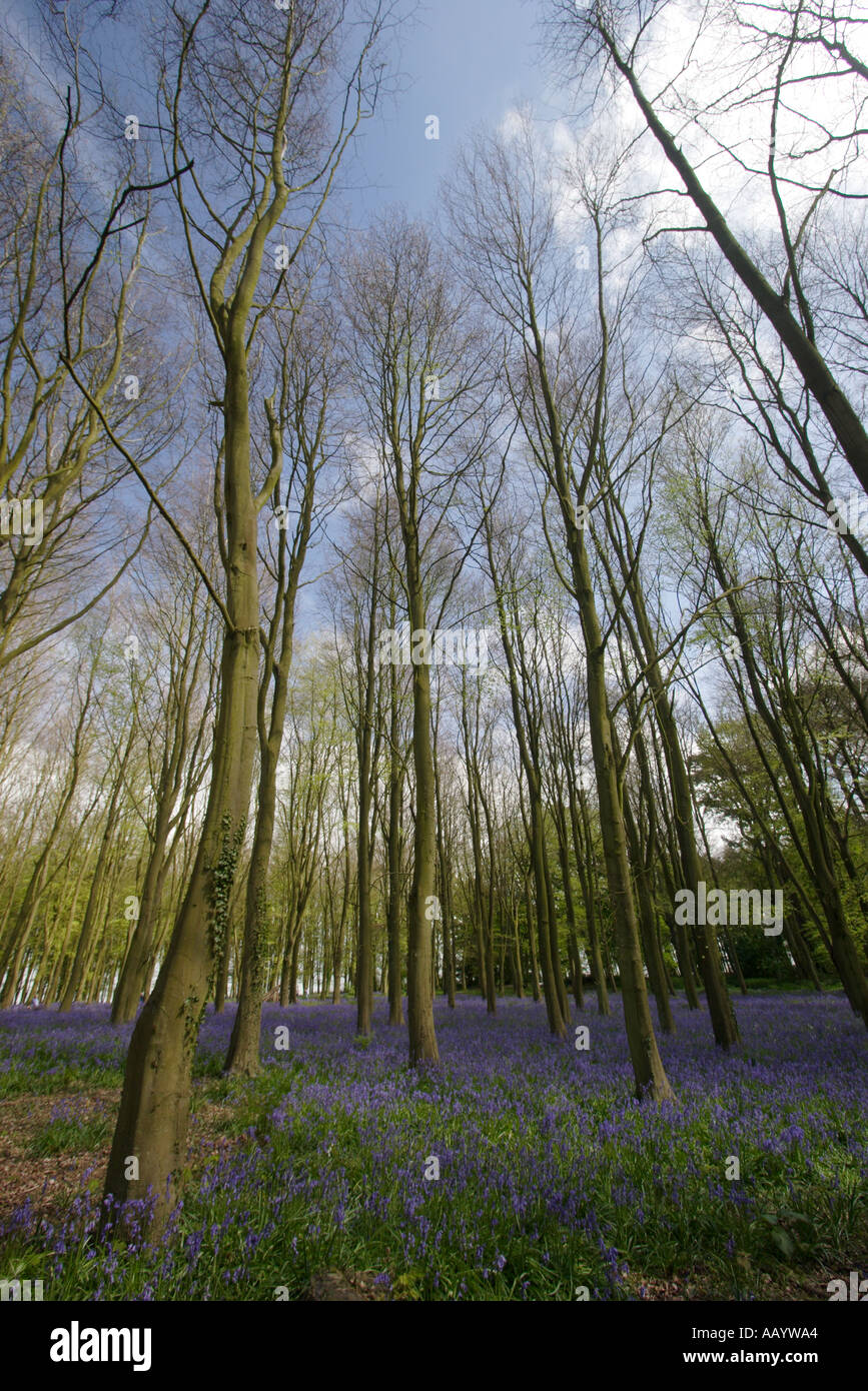 English bluebell woods images hi-res stock photography and images - Alamy