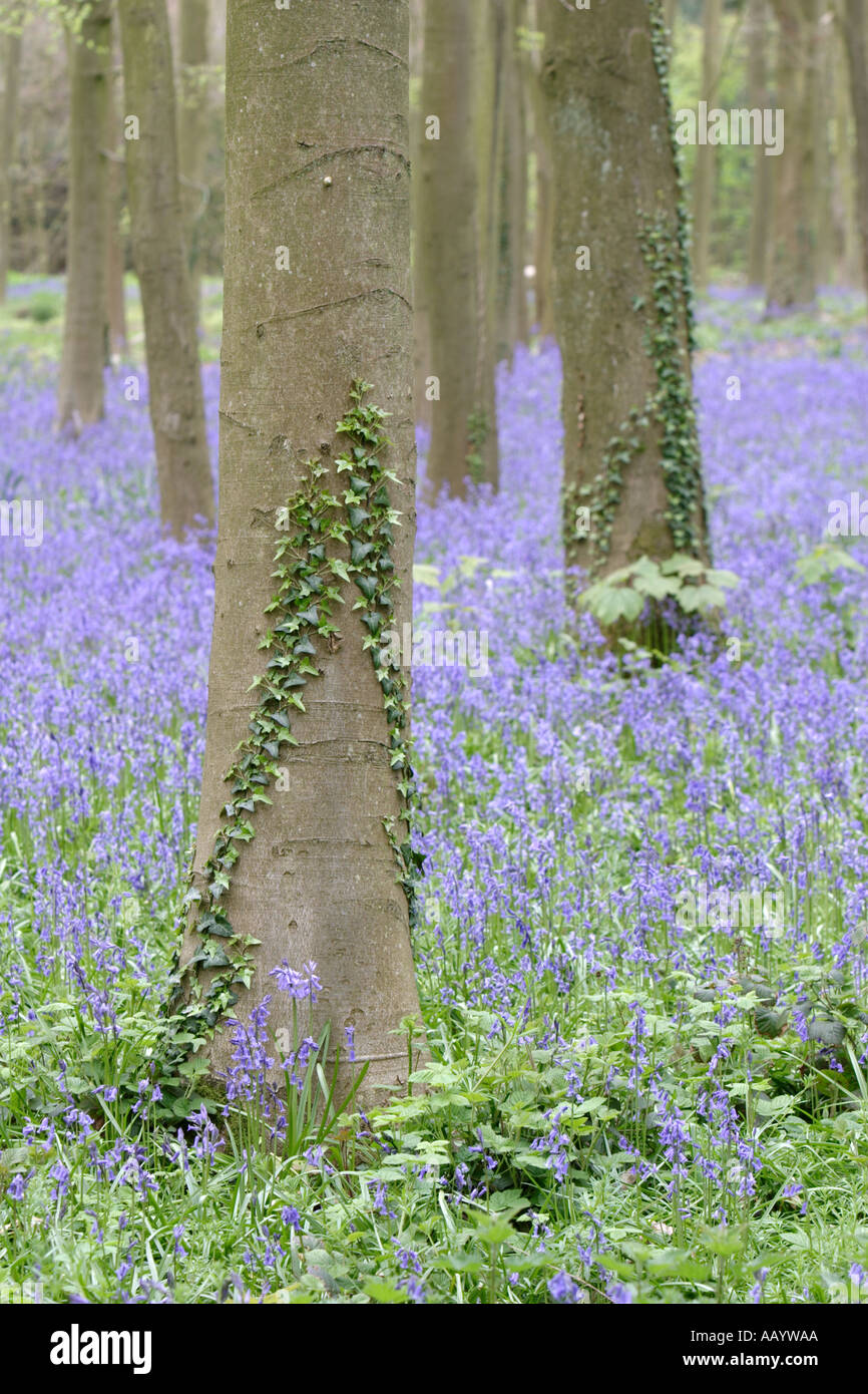 English bluebell woods images hi-res stock photography and images - Alamy