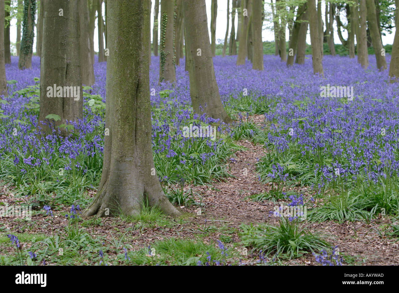 English bluebell woods images hi-res stock photography and images - Alamy