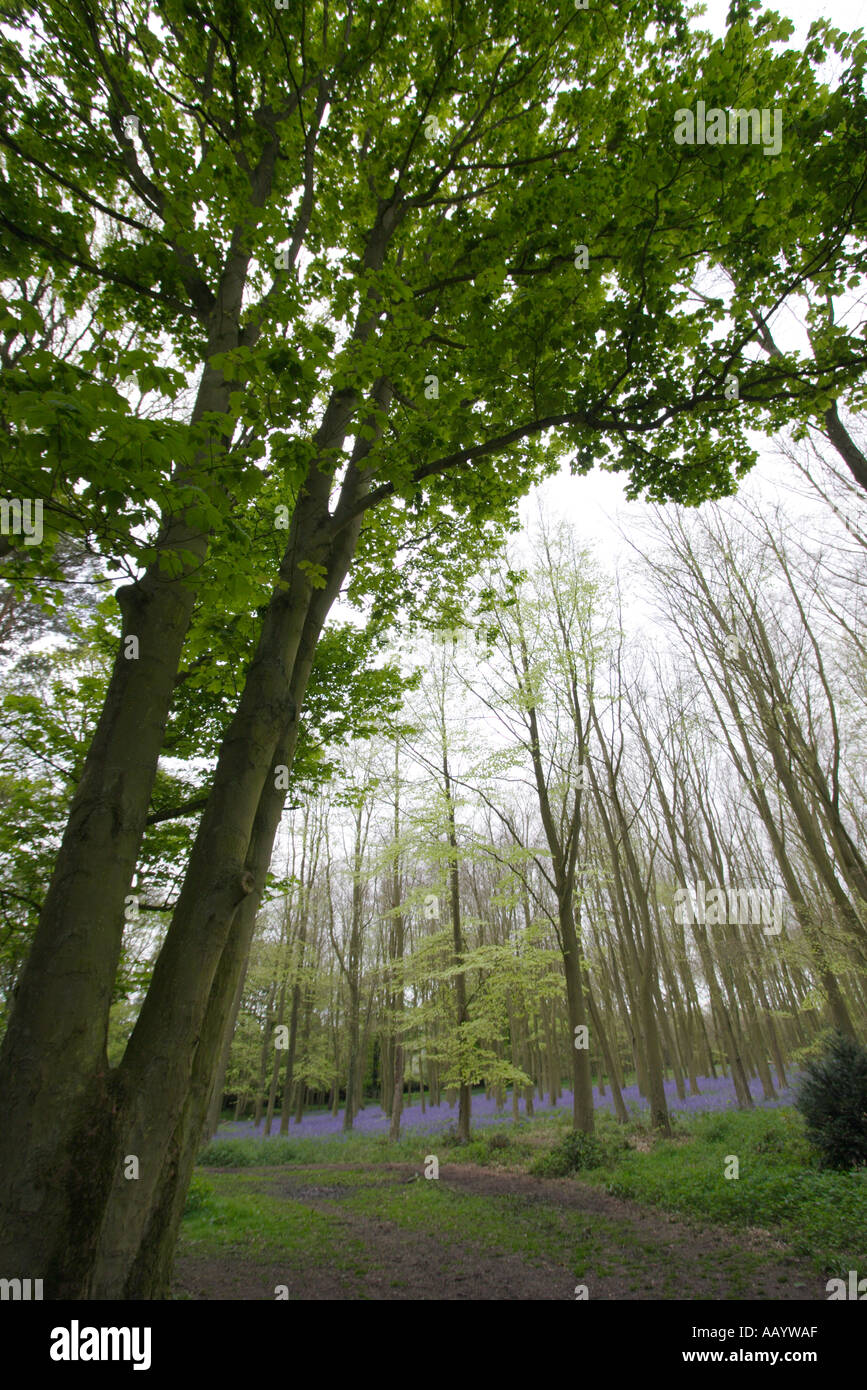 English bluebell woods images hi-res stock photography and images - Alamy