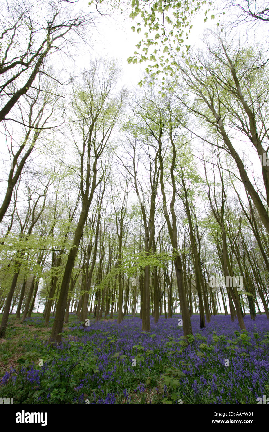 English bluebell woods images hi-res stock photography and images - Alamy