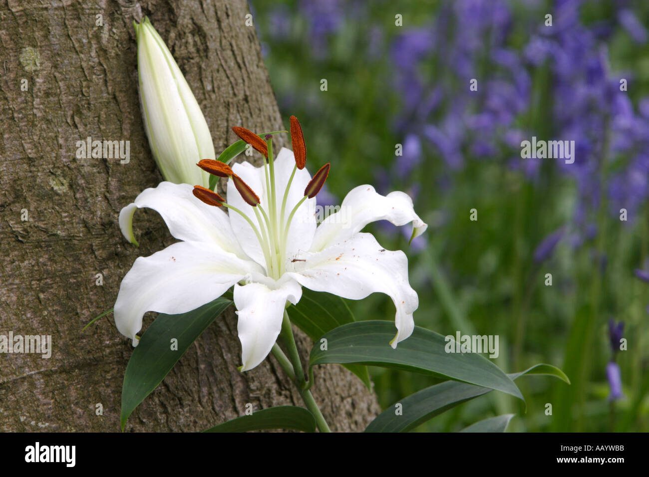 Single lily growing in a bluebell wood Stock Photo - Alamy