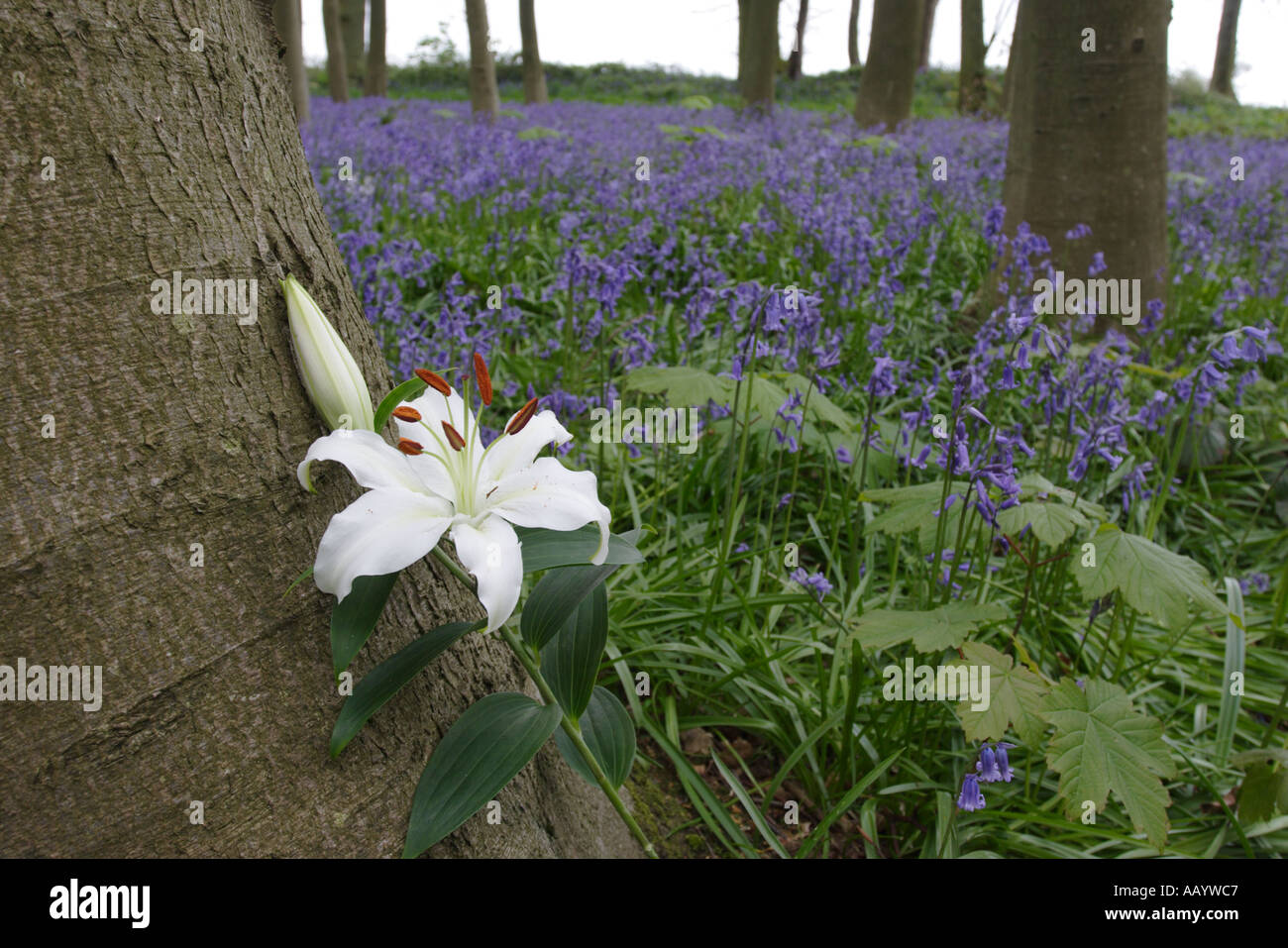English bluebell woods images hi-res stock photography and images - Alamy