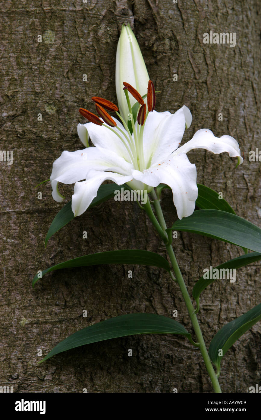 Single lily growing in a bluebell wood Stock Photo - Alamy