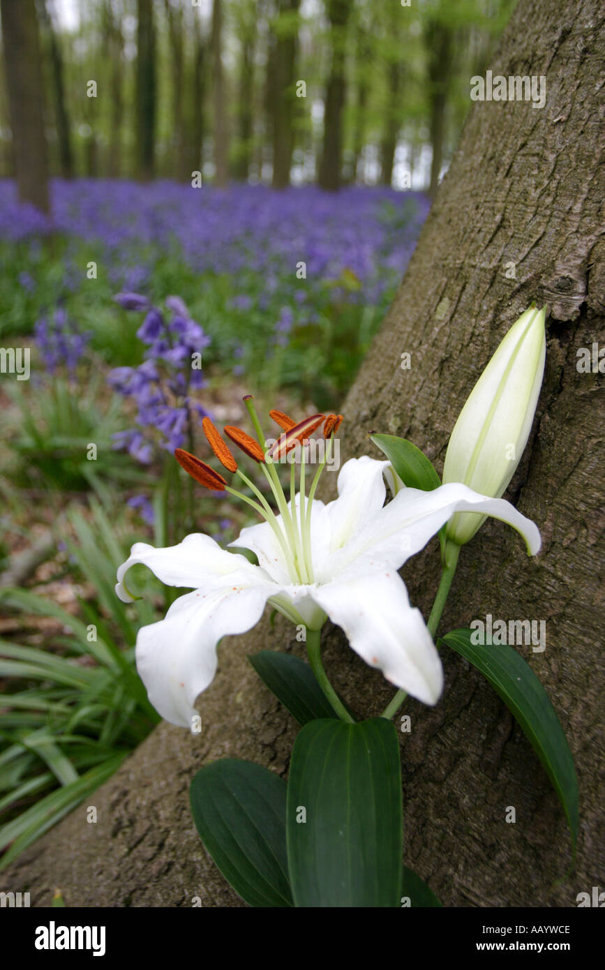 Single lily growing in a bluebell wood Stock Photo - Alamy