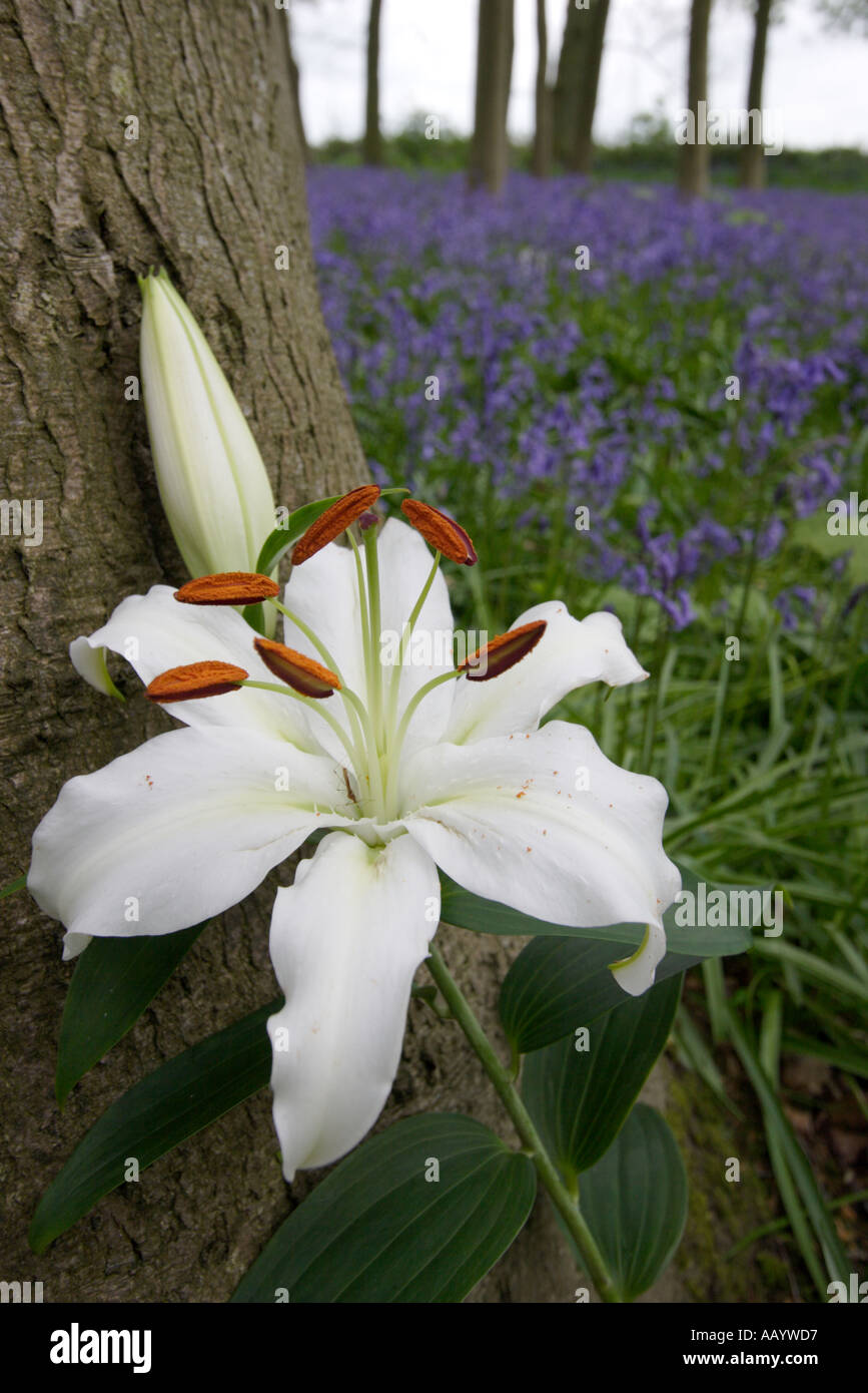 Single lily growing in a bluebell wood Stock Photo - Alamy