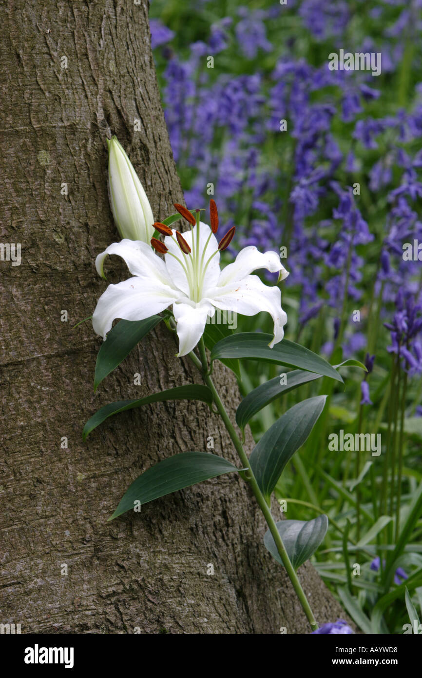 Single lily growing in a bluebell wood Stock Photo - Alamy