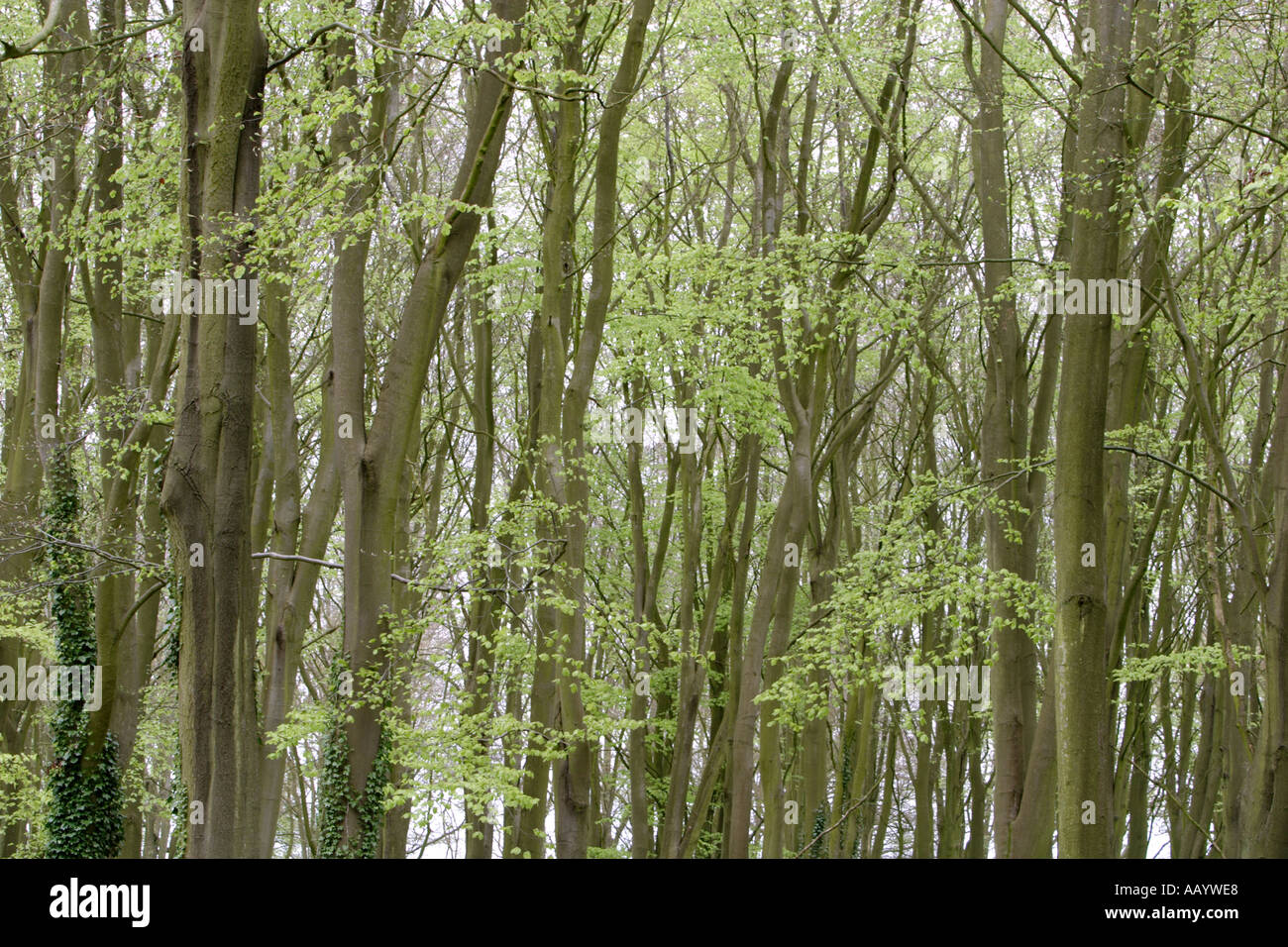 Tree trunks of bluebell woods in early spring Stock Photo - Alamy