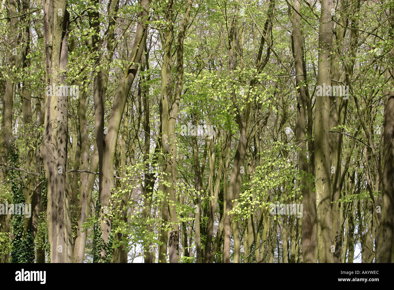Tree trunks of bluebell woods in early spring Stock Photo - Alamy