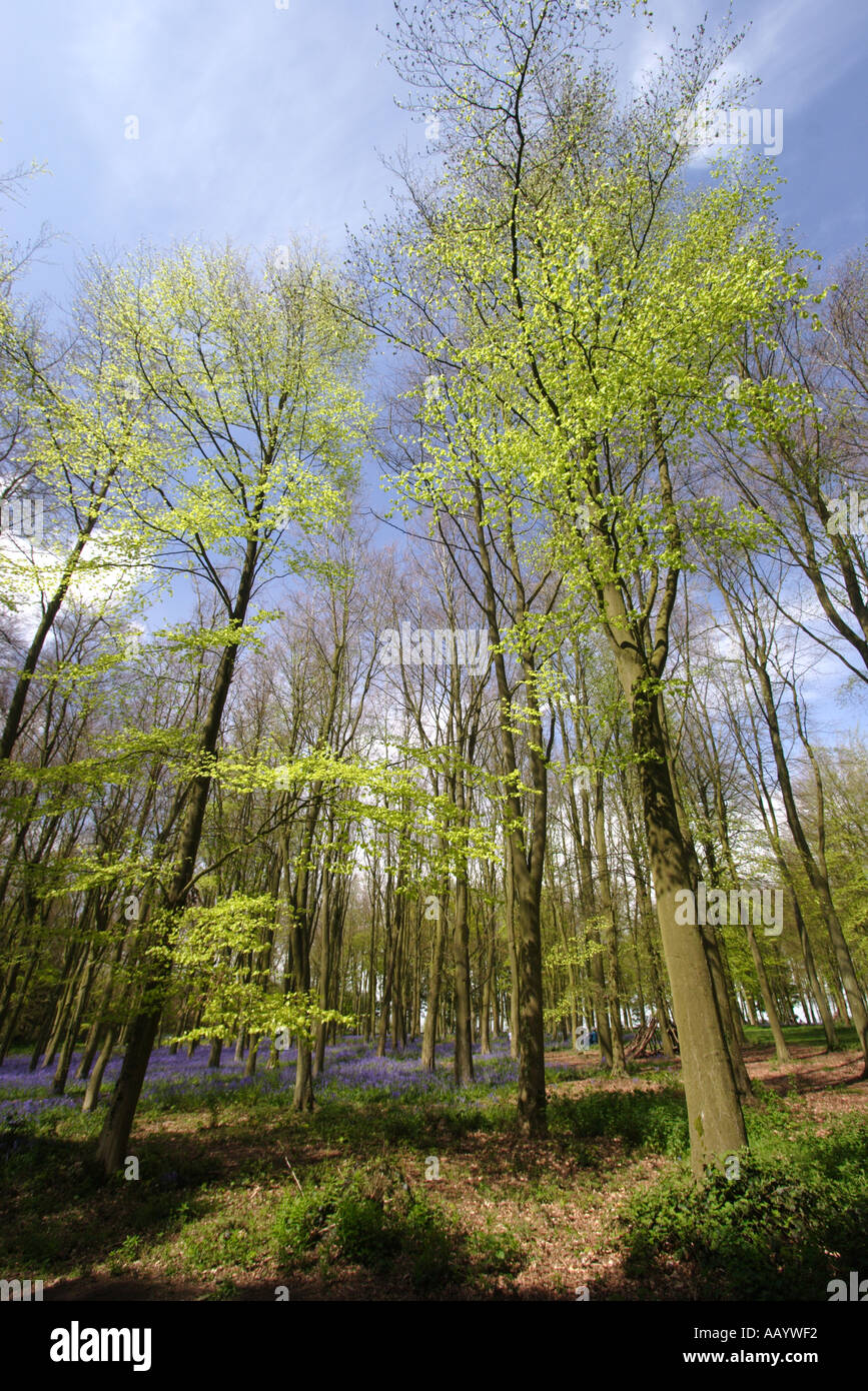 Bluebell woods in early spring Stock Photo - Alamy
