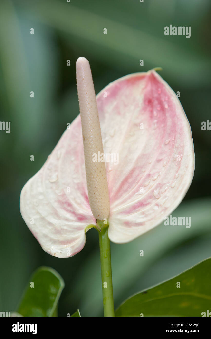 Pink Anthurium. Malaysia Stock Photo - Alamy