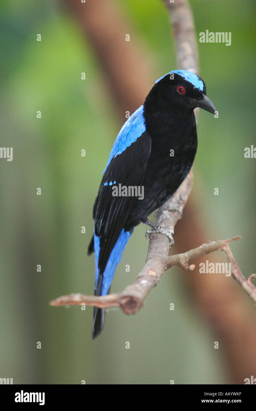 Asian fairy bluebird on a branch hi-res stock photography and images ...