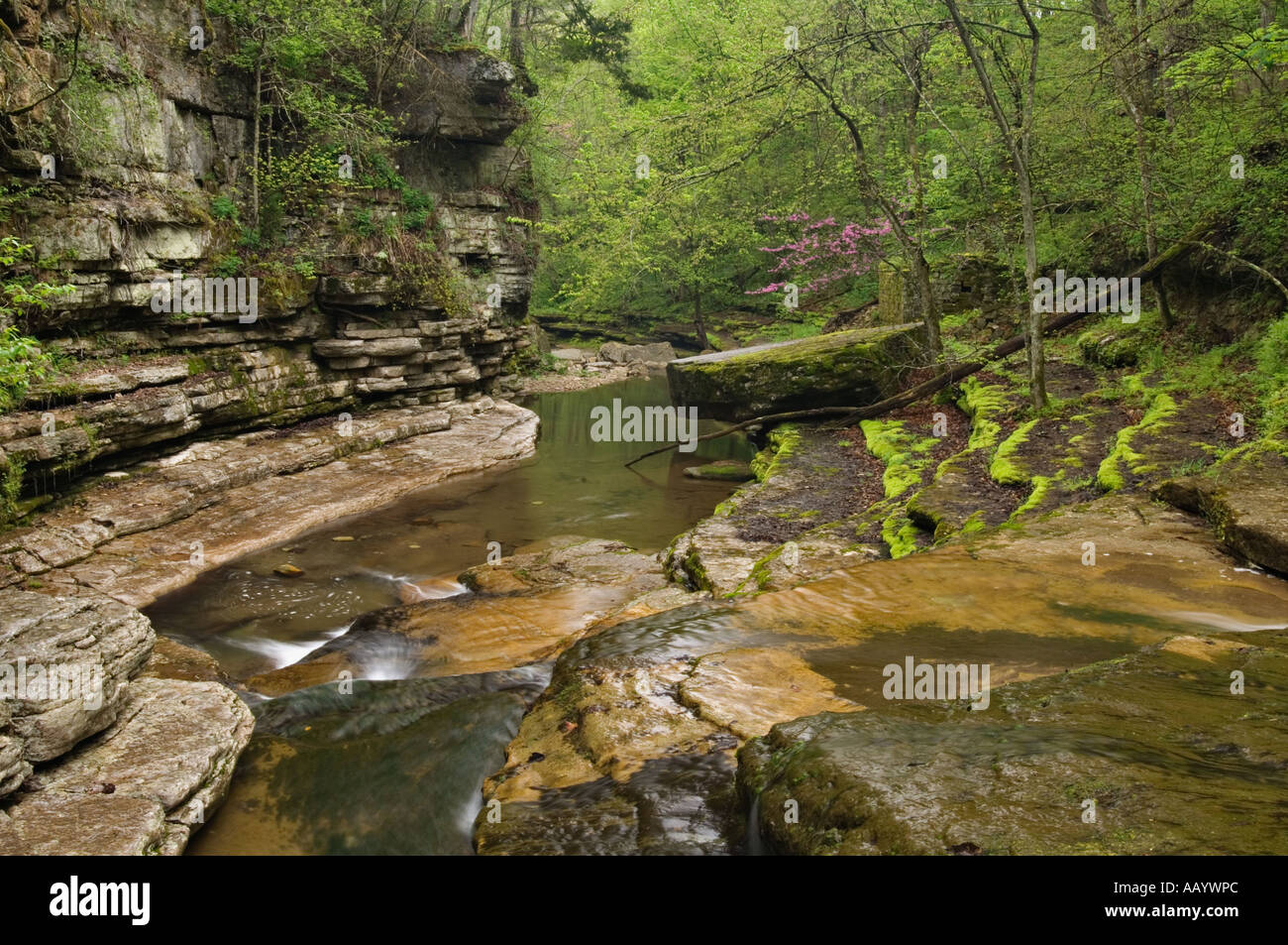 New Spring Leaves Eastern Redbud Blossoms on Creek in Forest Raven Run ...