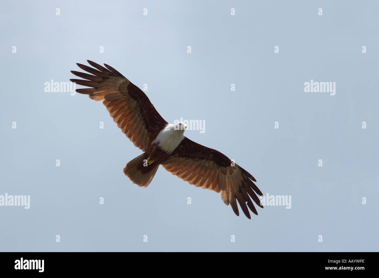 Wild Brahminy kite in flight at Langkawi island Malaysia Stock Photo ...