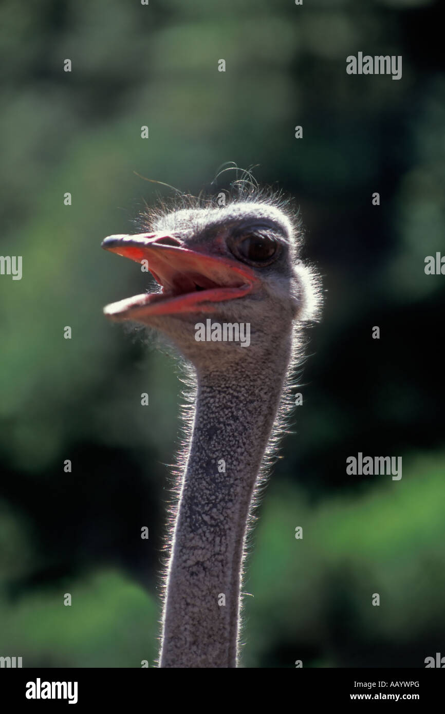 Close up view of a Ostrich head Stock Photo - Alamy
