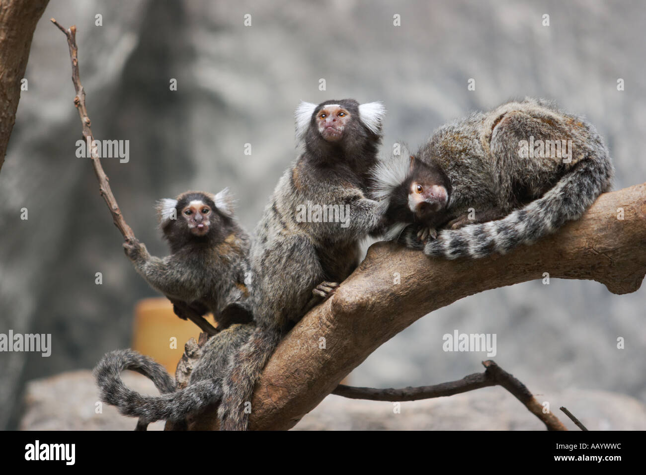 Group of common marmosets (Callithrix jacchus) sitting on a three ...
