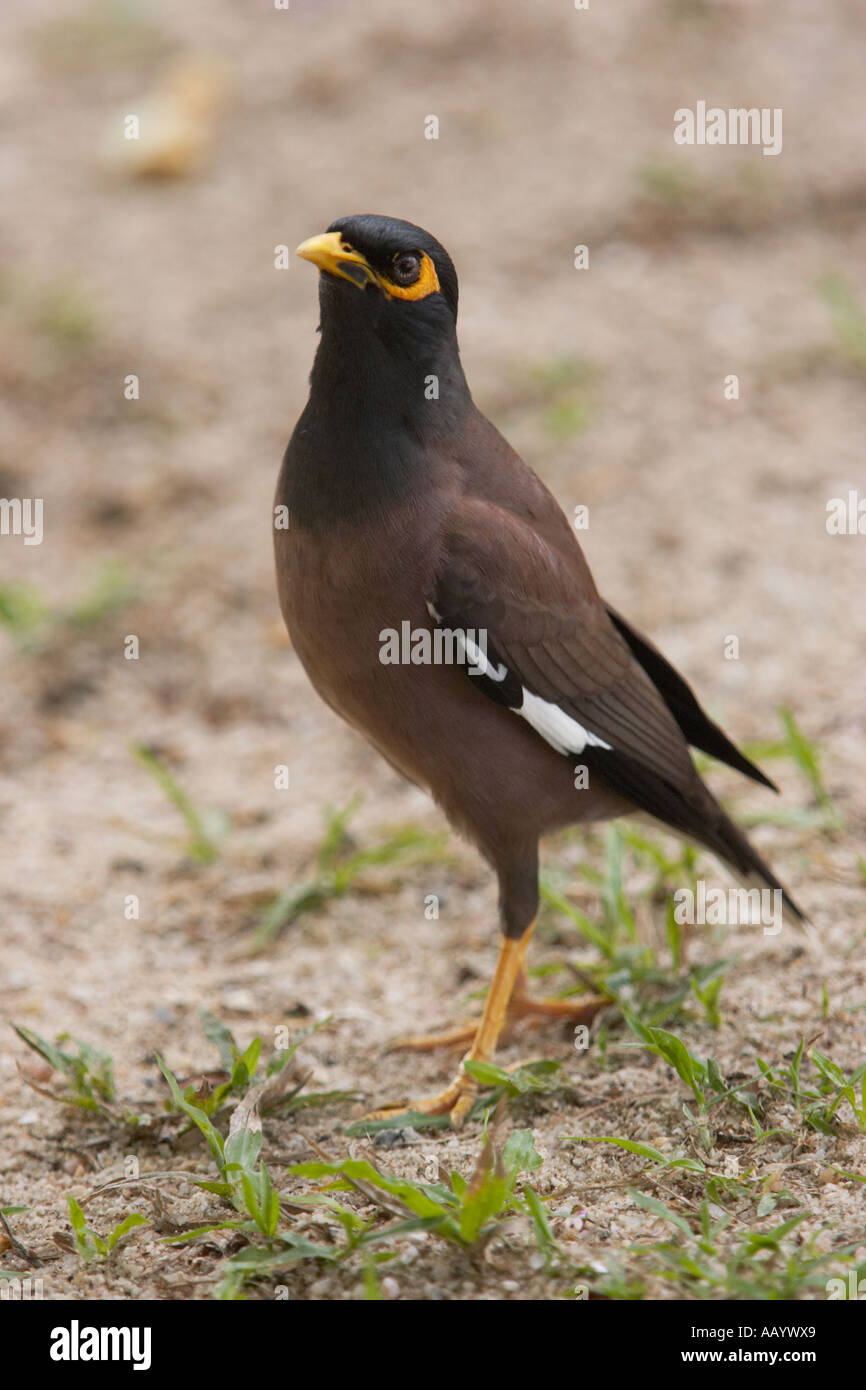Common bird of malaysia hi-res stock photography and images - Alamy
