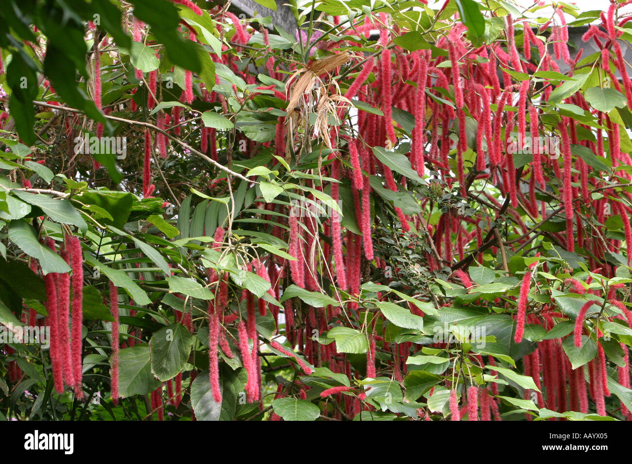 Chenille flowers Acalypha hispida Stock Photo - Alamy
