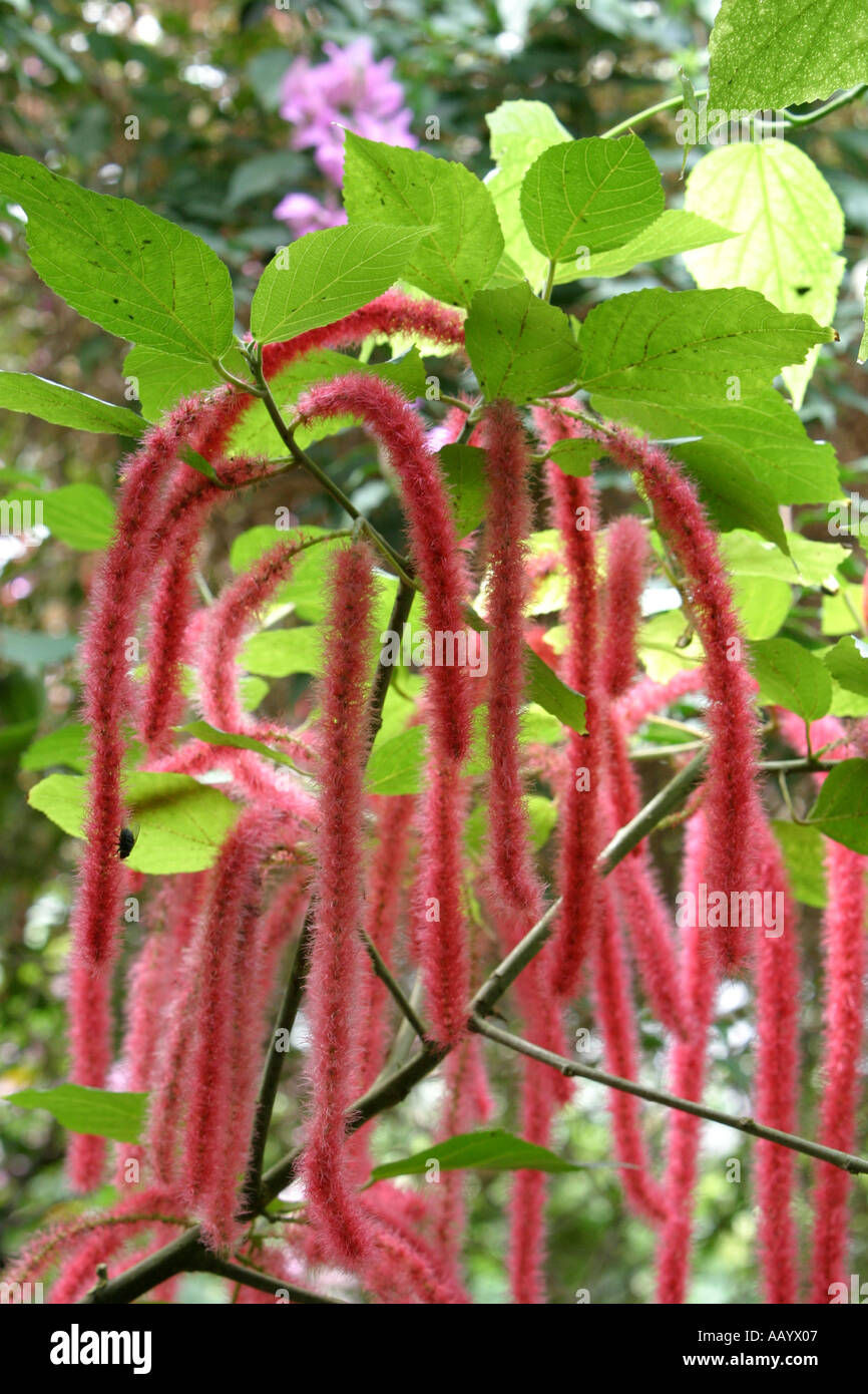 Chenille flowers Acalypha hispida Stock Photo - Alamy