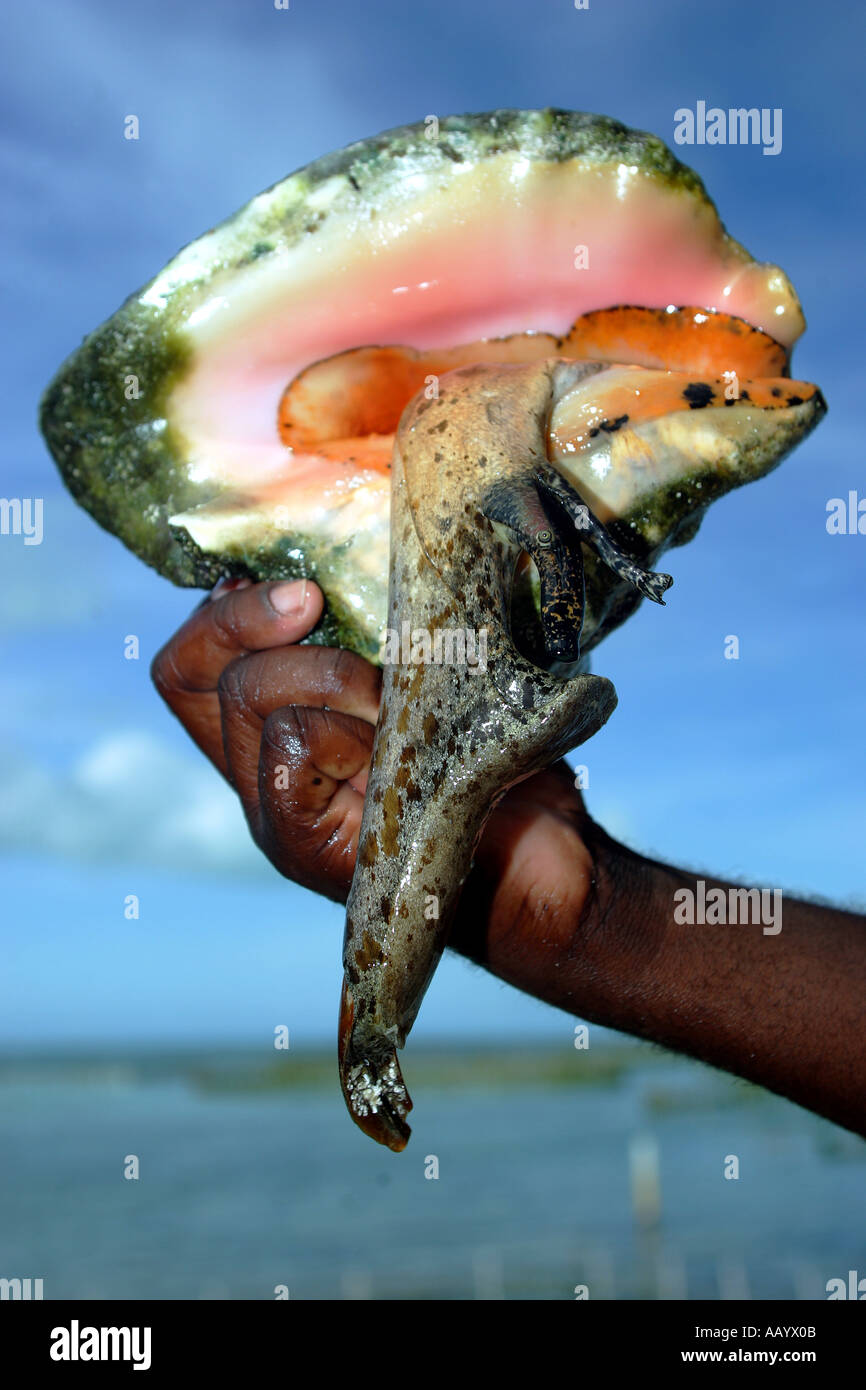 Conch farm hi-res stock photography and images - Alamy