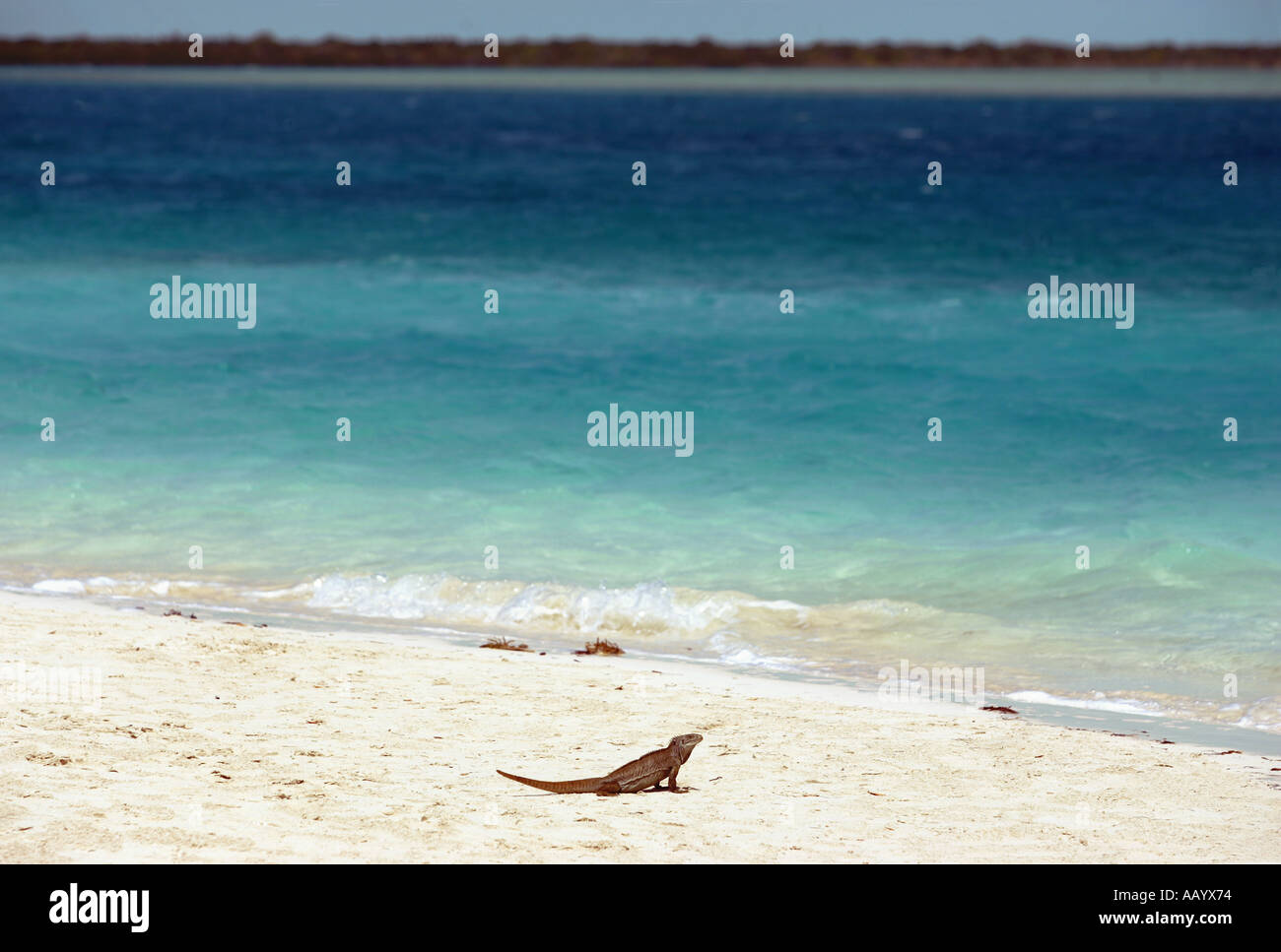 An iguana on the shore at Little Waters Cay Stock Photo - Alamy
