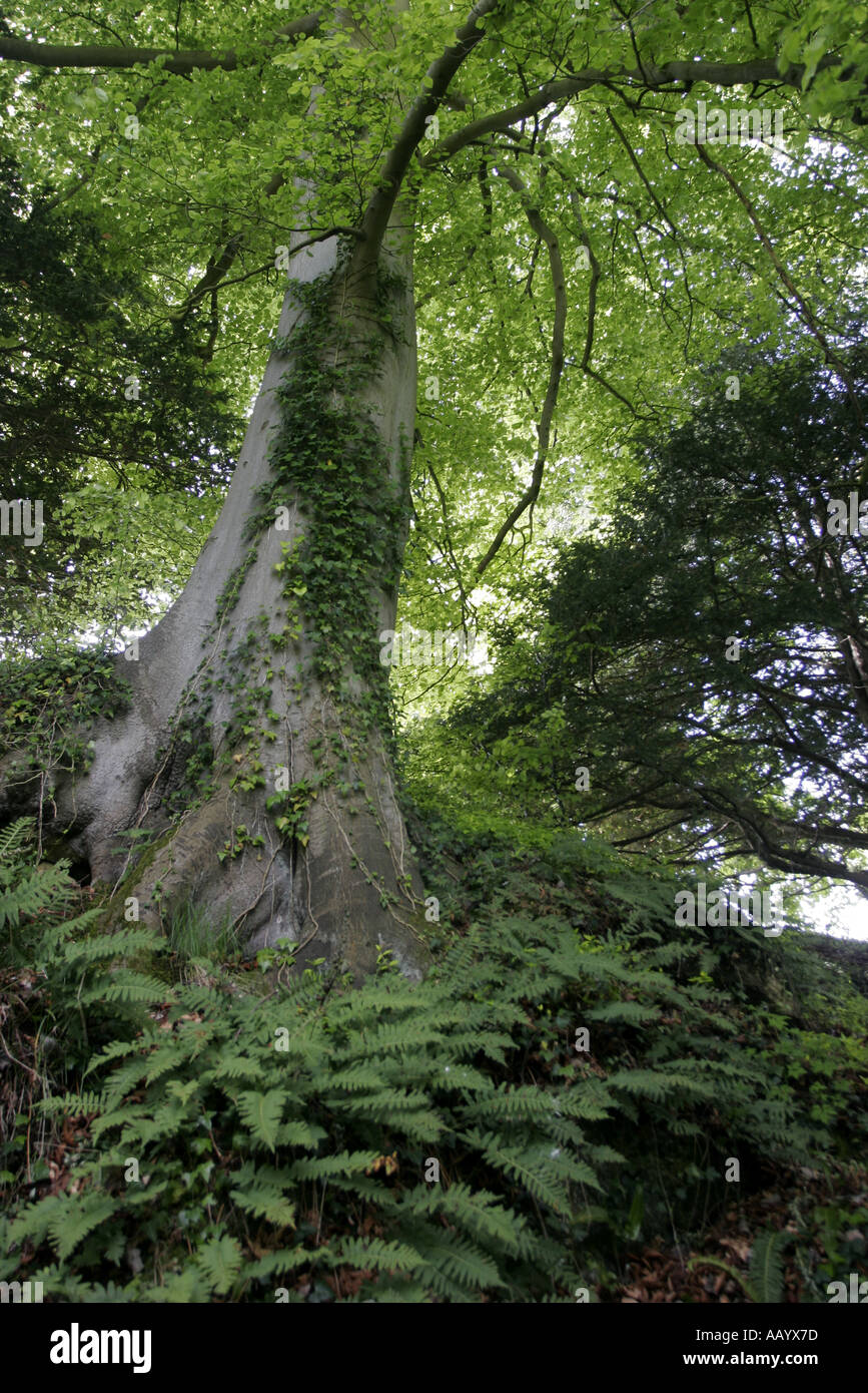 Wide angle view from base of large beech tree Stock Photo - Alamy