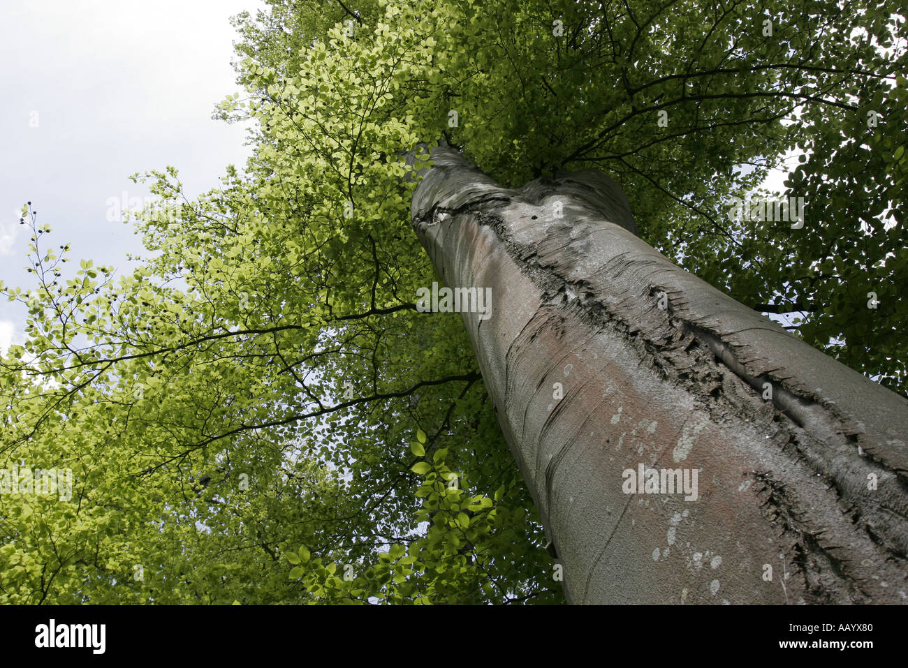 Wide angle view from base of large beech tree Stock Photo - Alamy
