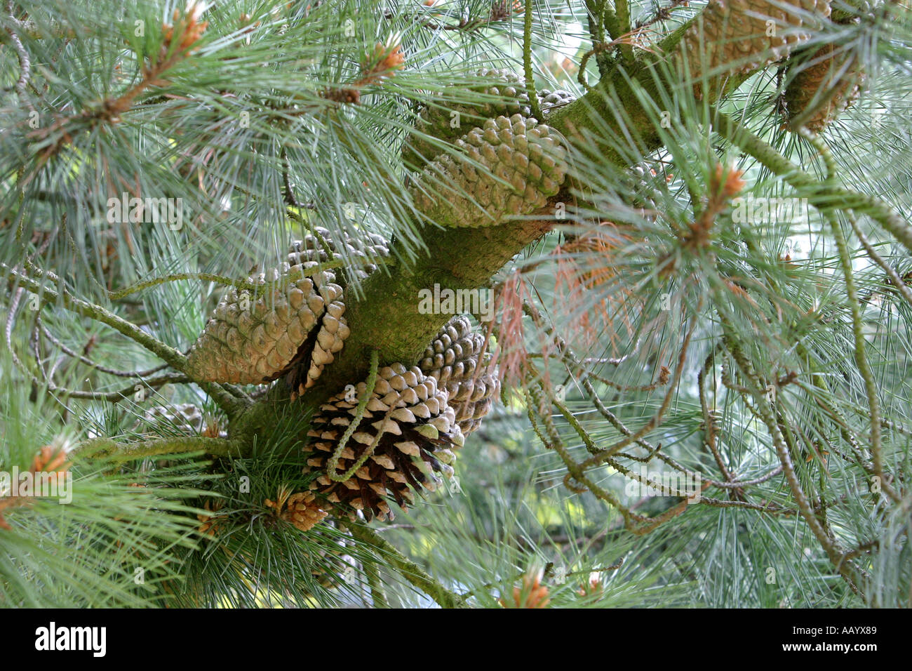 Pine cones attached to branches of fir tree Stock Photo - Alamy