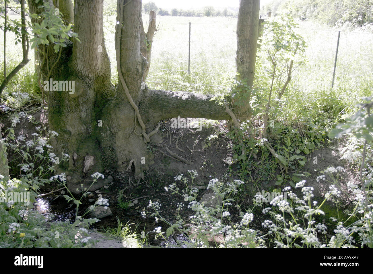 Ancient layered hedge left to grow out of control Stock Photo - Alamy