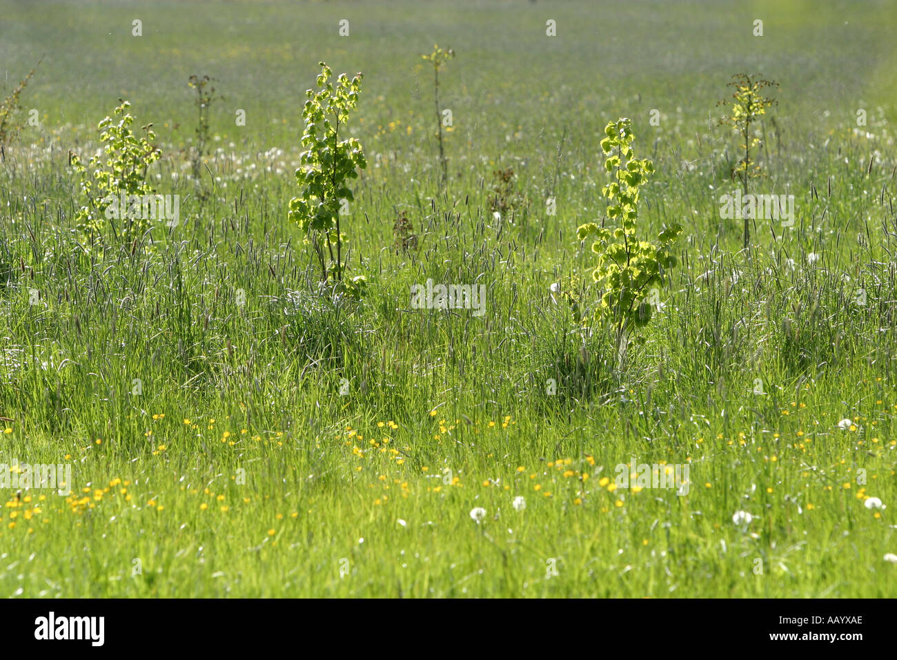Freshly planted saplings in woodland project Stock Photo - Alamy