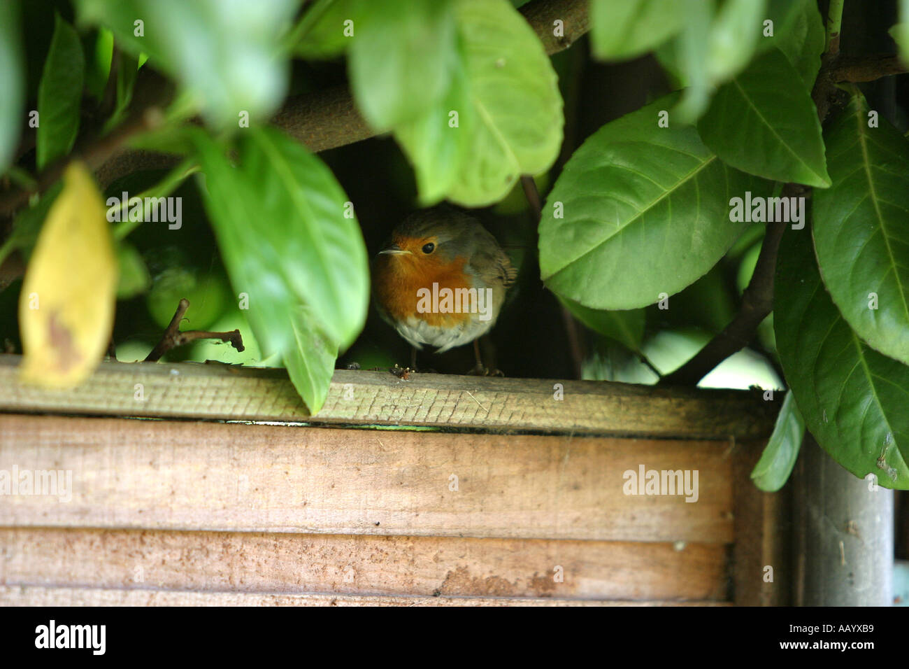 Robin hiding in bushes Stock Photo - Alamy
